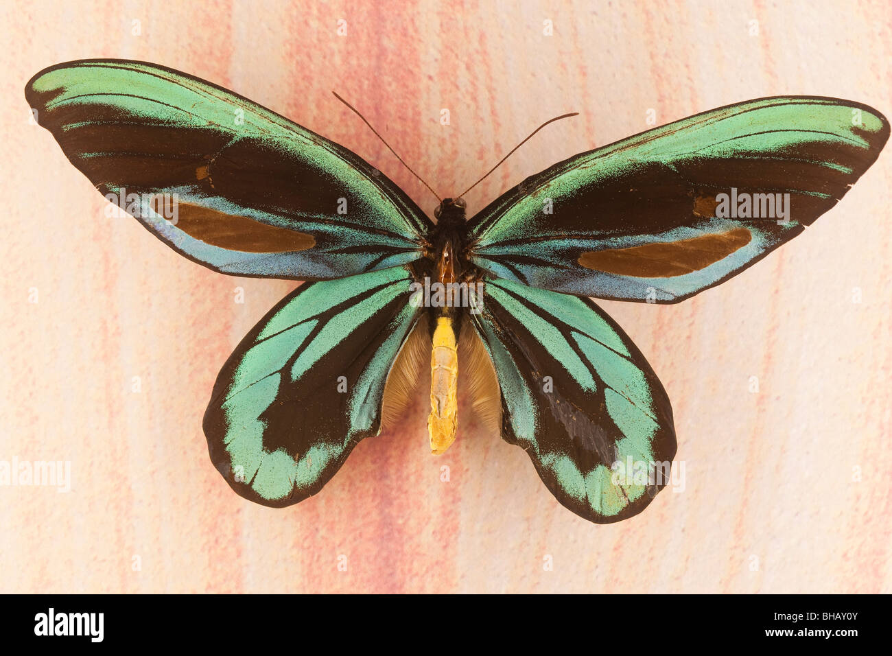 Closeup of birdwing butterfly specimen at Audubon Insectarium, Canal ...