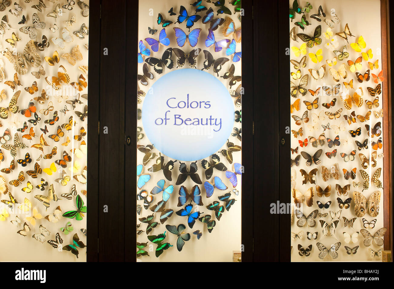 Exotic butterfly specimens from around the world on display at Audubon ...