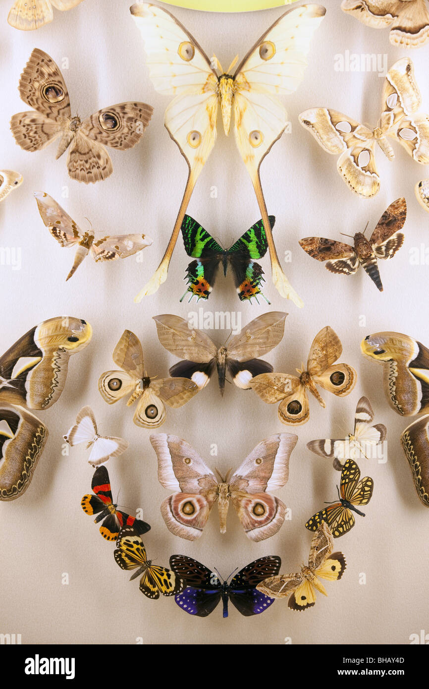 Diverse moth specimens on display at Audubon Insectarium on Canal ...