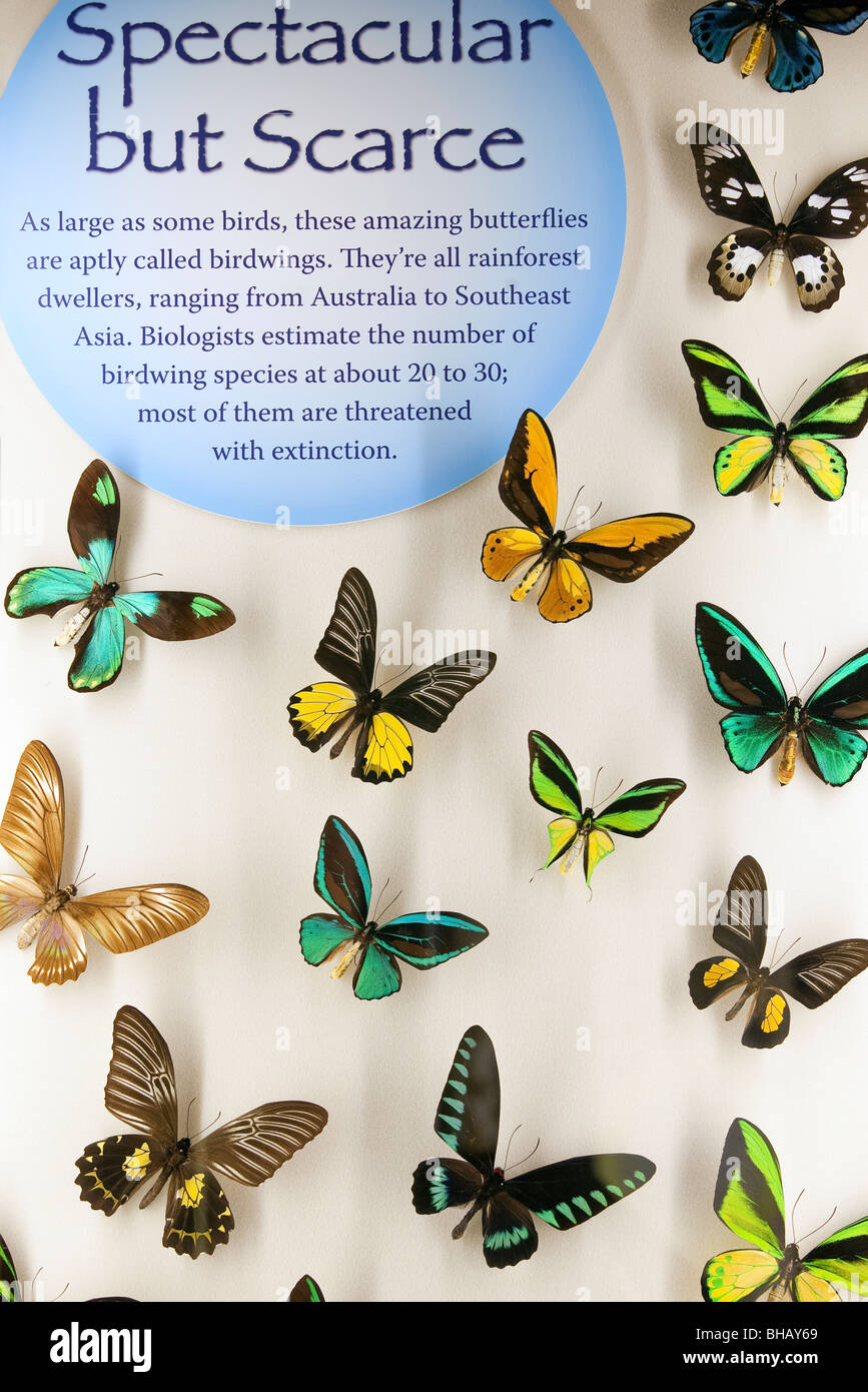 Display of multi-colored birdwing butterfly specimens at Audubon ...