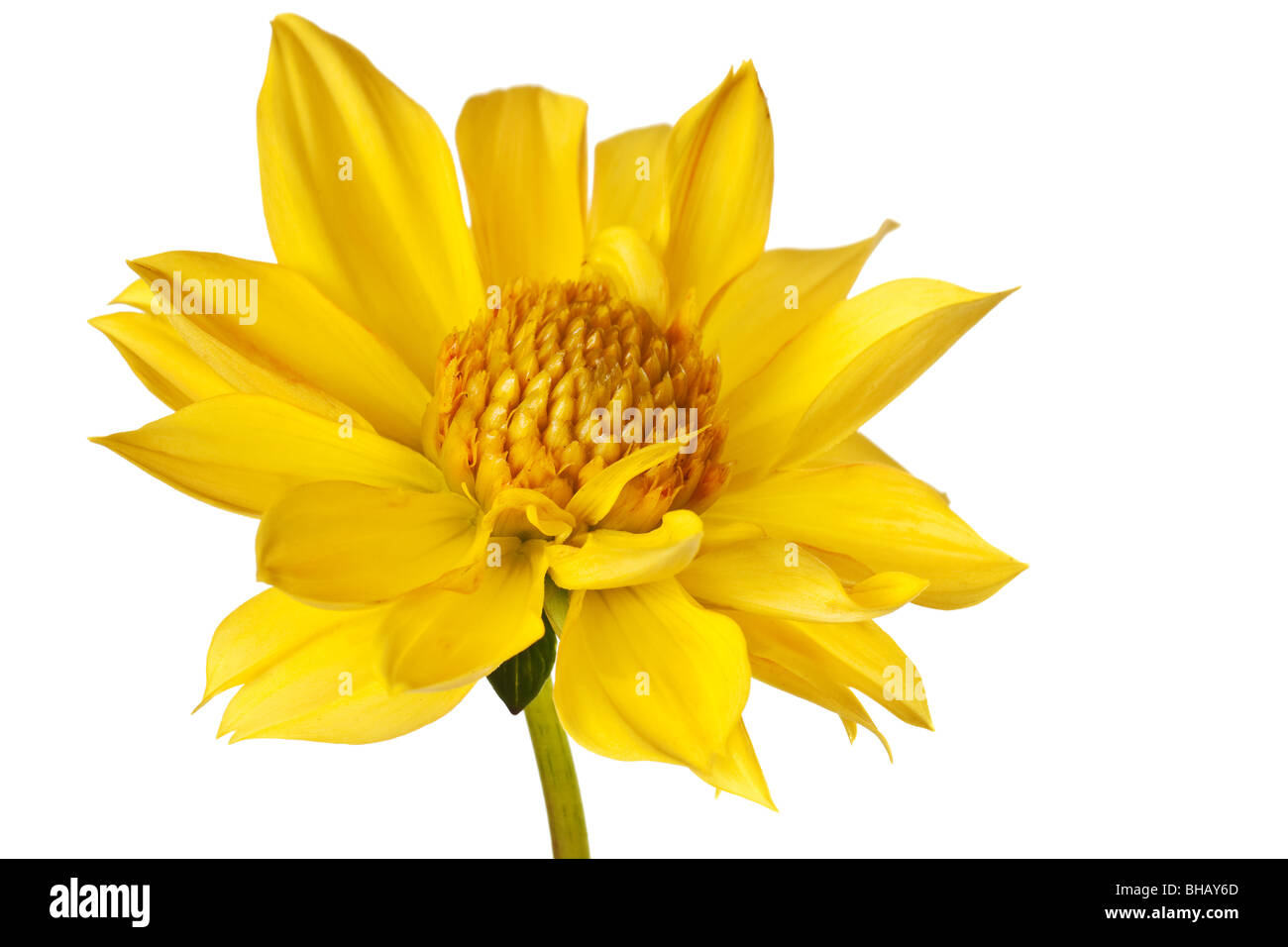Beautiful dahlia background flower Cut Out Stock Images & Pictures - Alamy