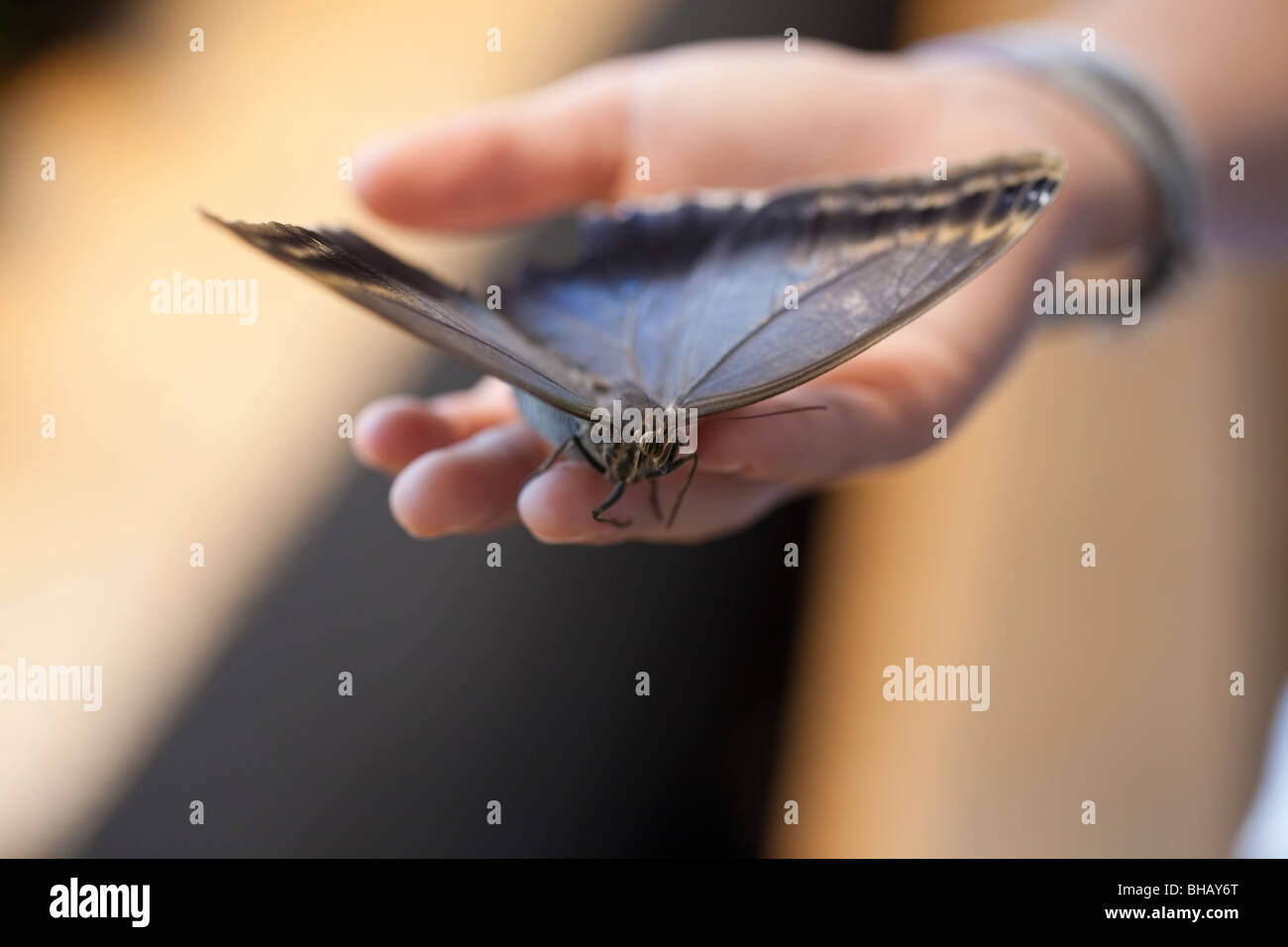 Hand blue butterfly hi-res stock photography and images - Alamy
