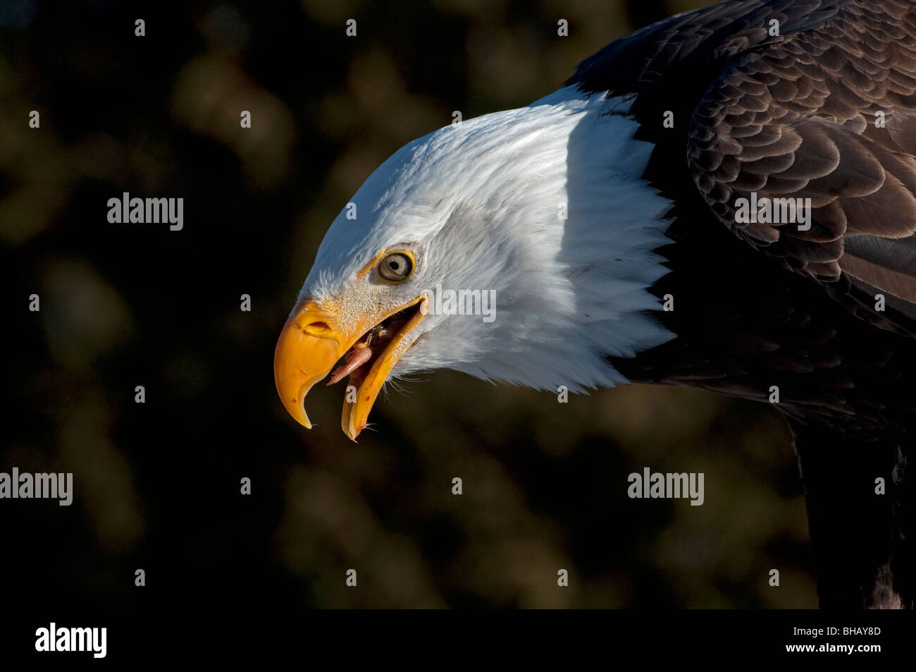 Feeding bald eagle hi-res stock photography and images - Alamy