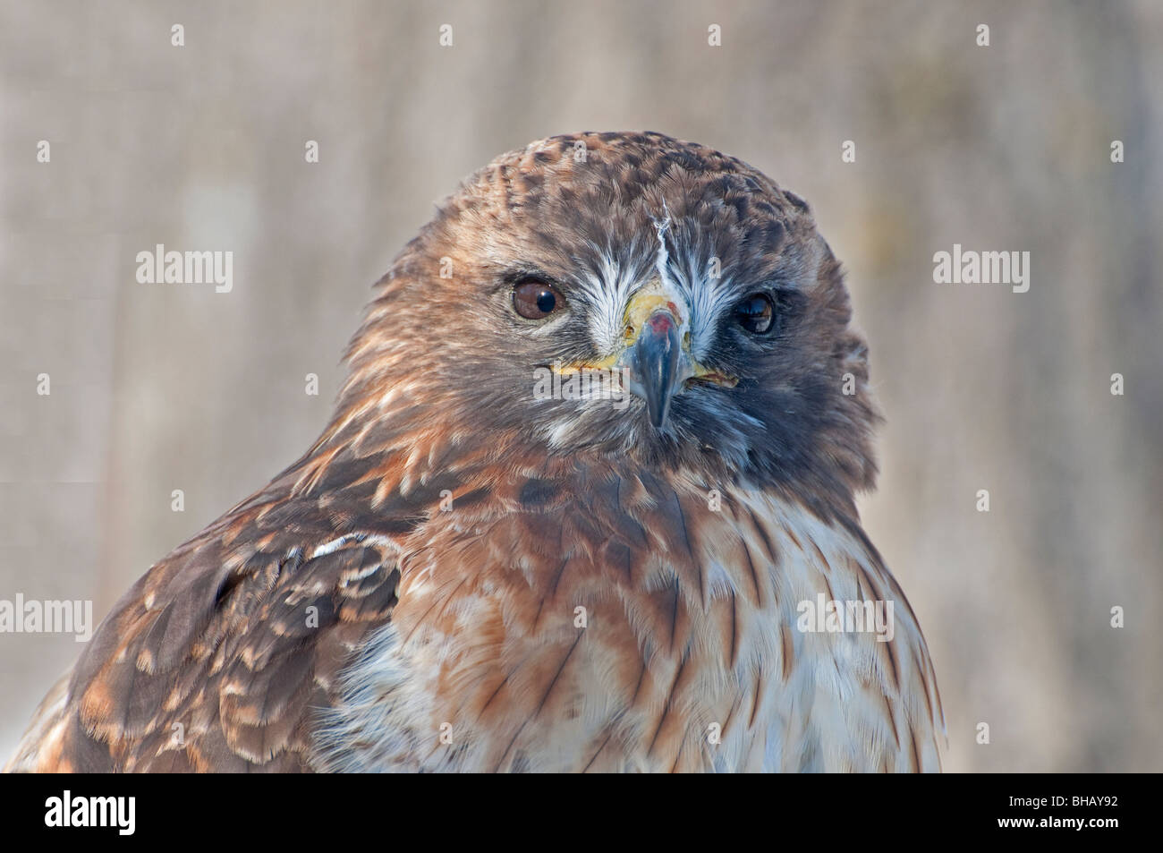 A Red-Tailed Hawk Stock Photo - Alamy
