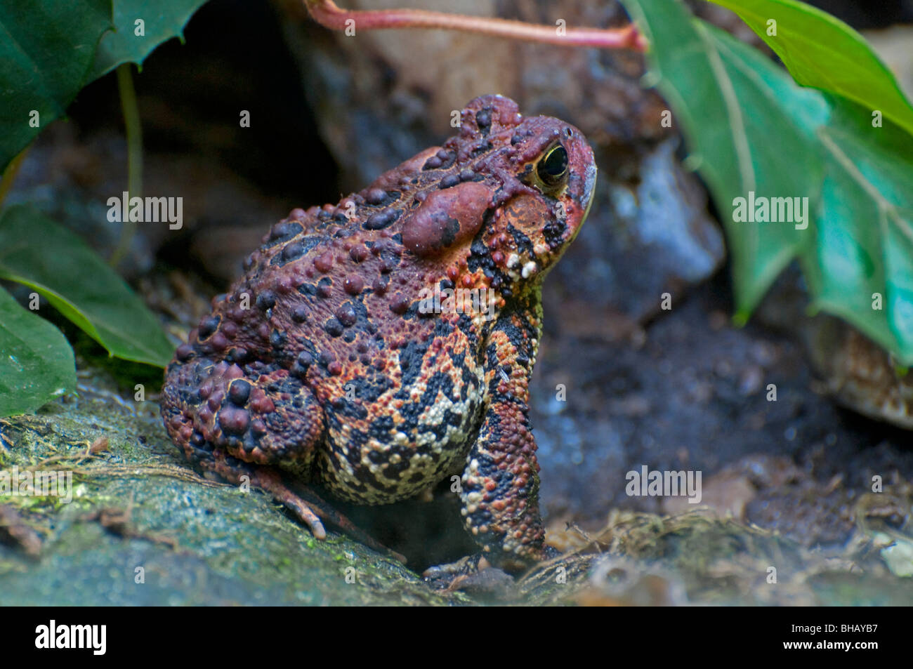 An American Toad Stock Photo - Alamy