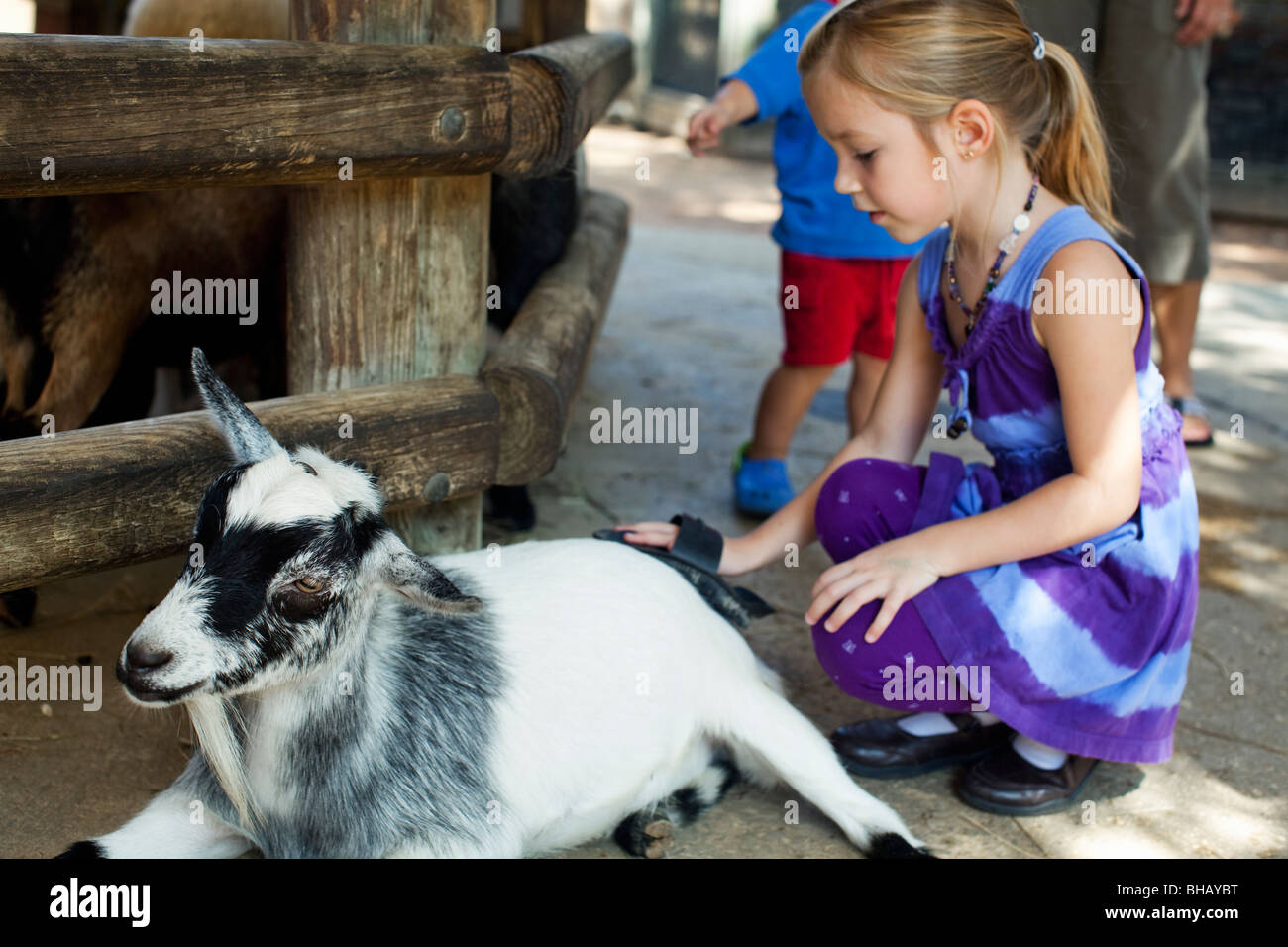 Girl gently brushing goat in the children's petting section of Audubon ...