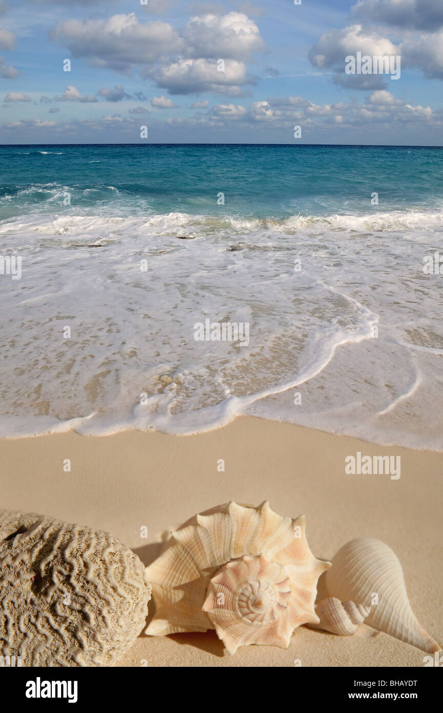 Caribbean sea tropical turquoise beach with sea shells on sand Stock ...