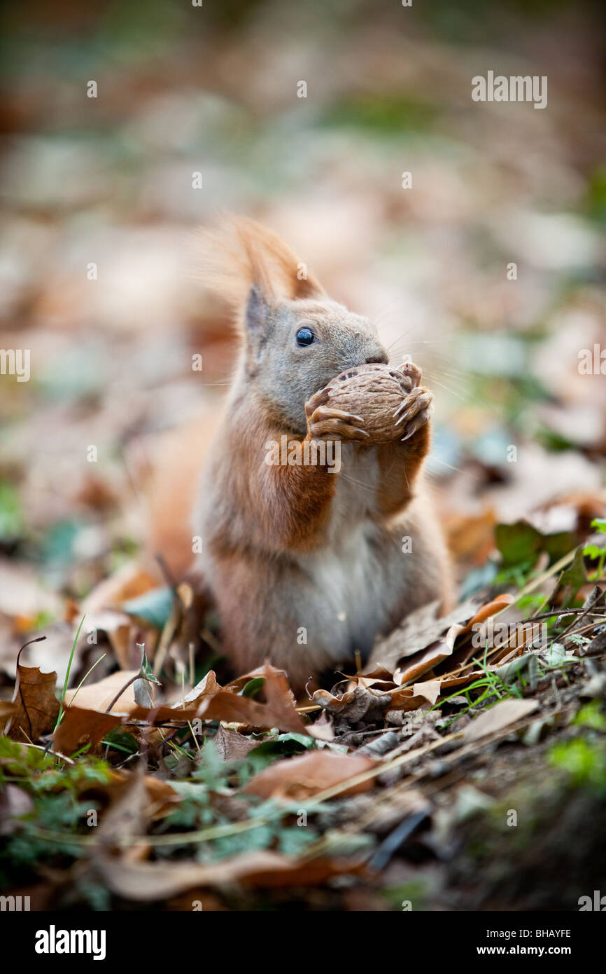 Little red squirrel eating nut Stock Photo - Alamy