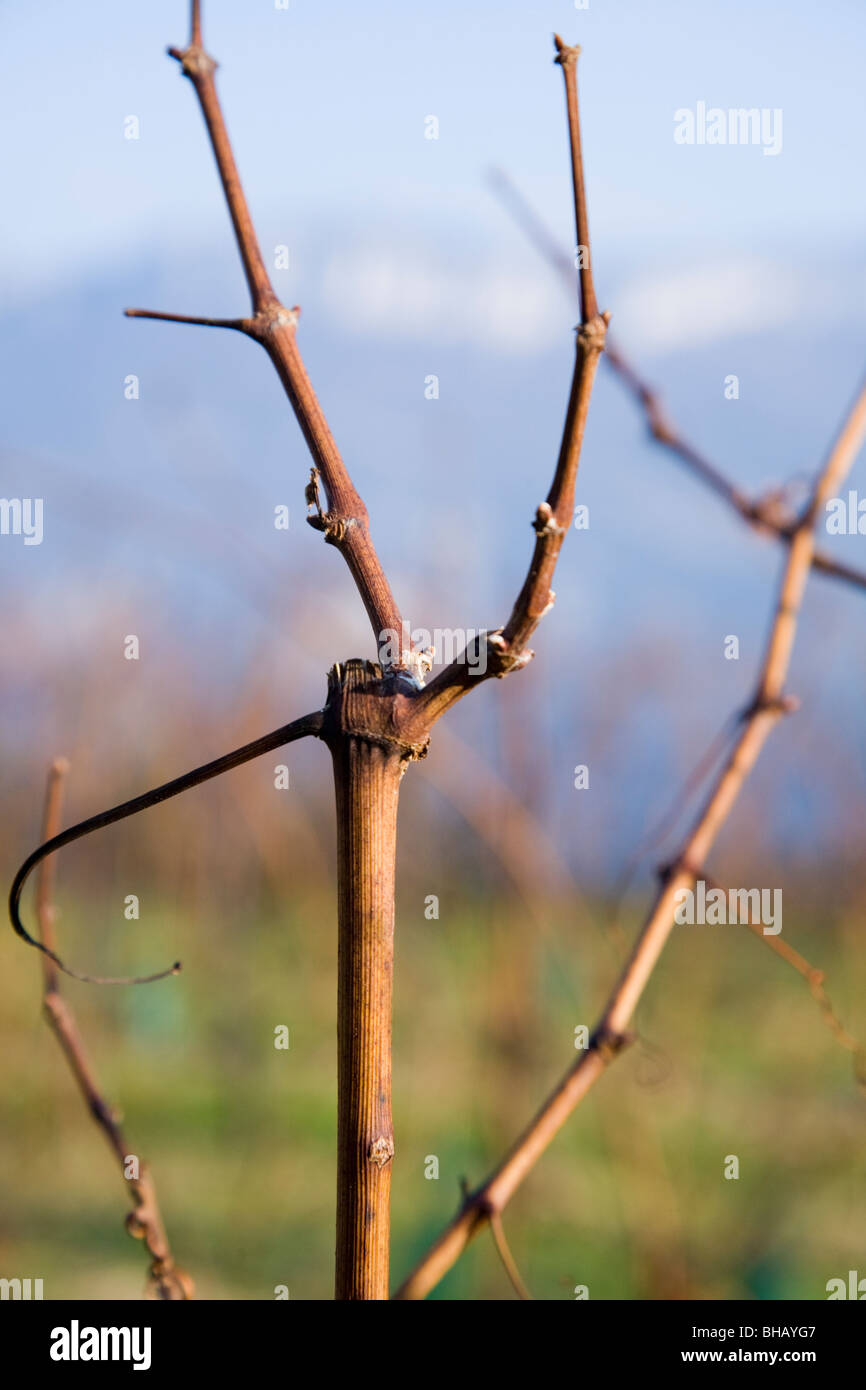 A budding branch / twig / stem / bud / on an alpine vine in a French ...