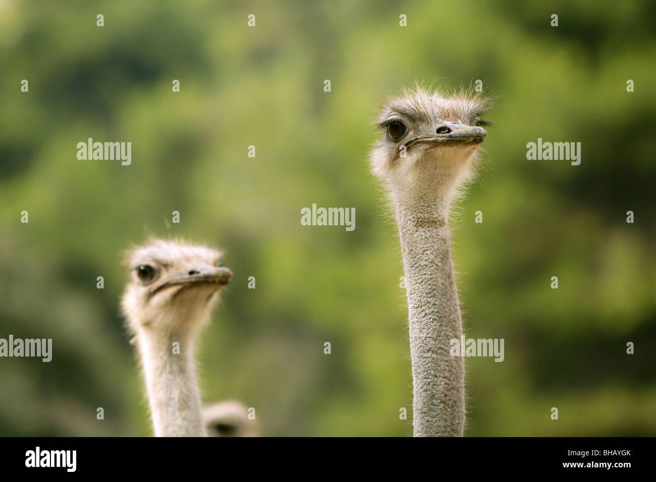 Ostrich portrait outdoor forest green trees background Stock Photo - Alamy