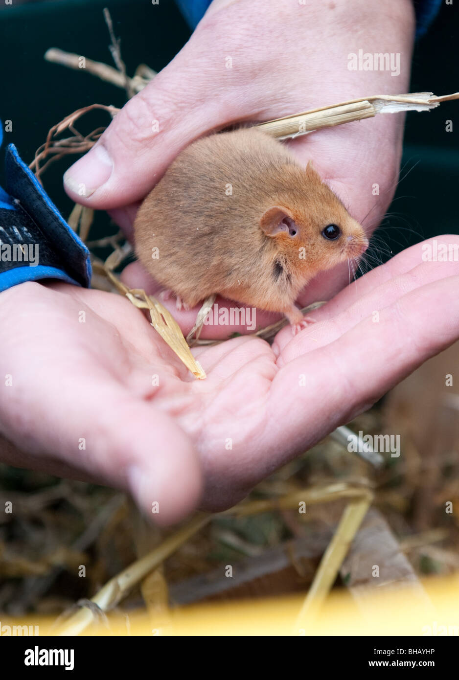 Hazel dormice muscardinus avellanarius hi-res stock photography and ...