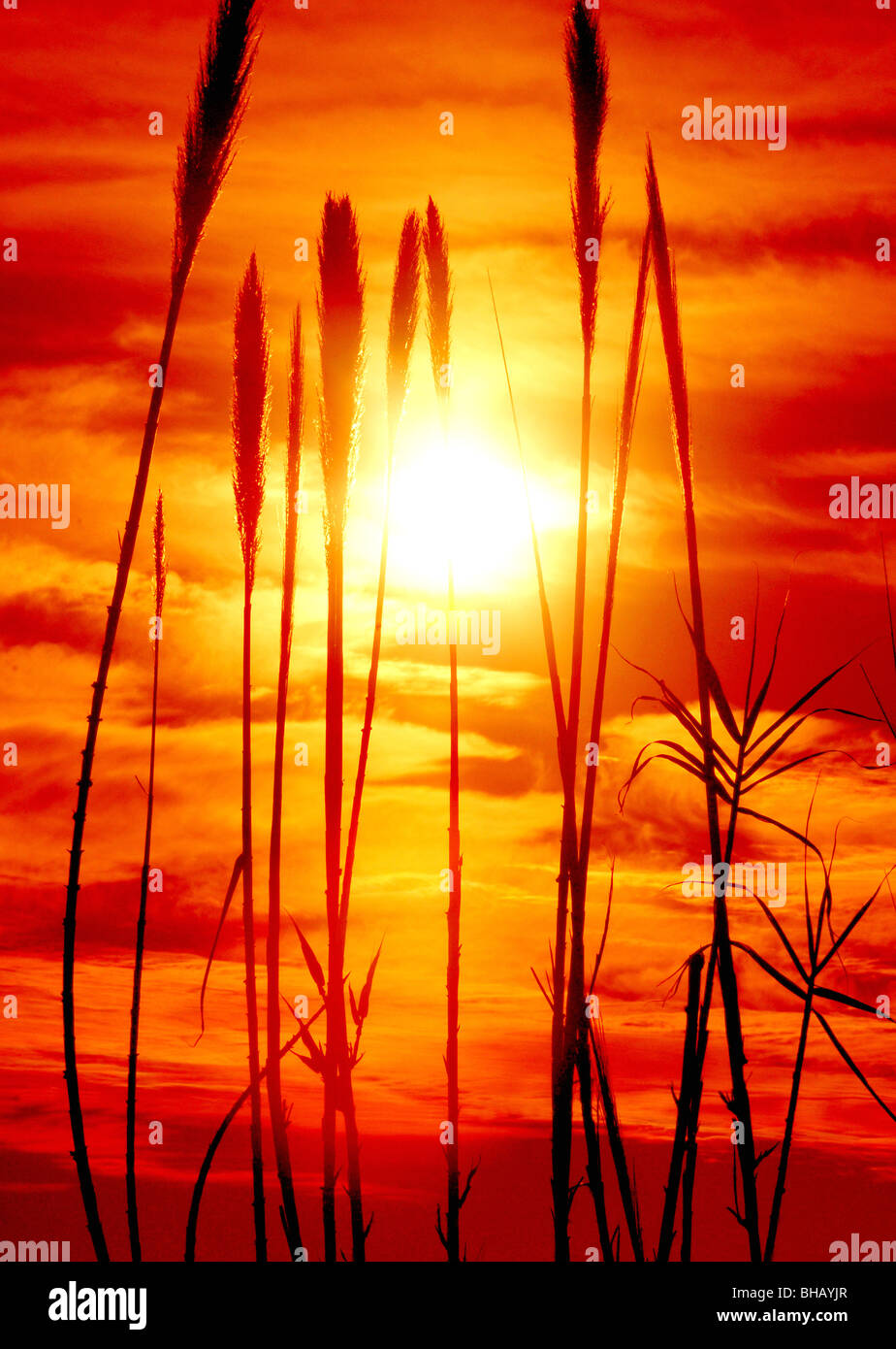 Grass grows along the Rillito River in the Sonoran Desert, Tucson ...