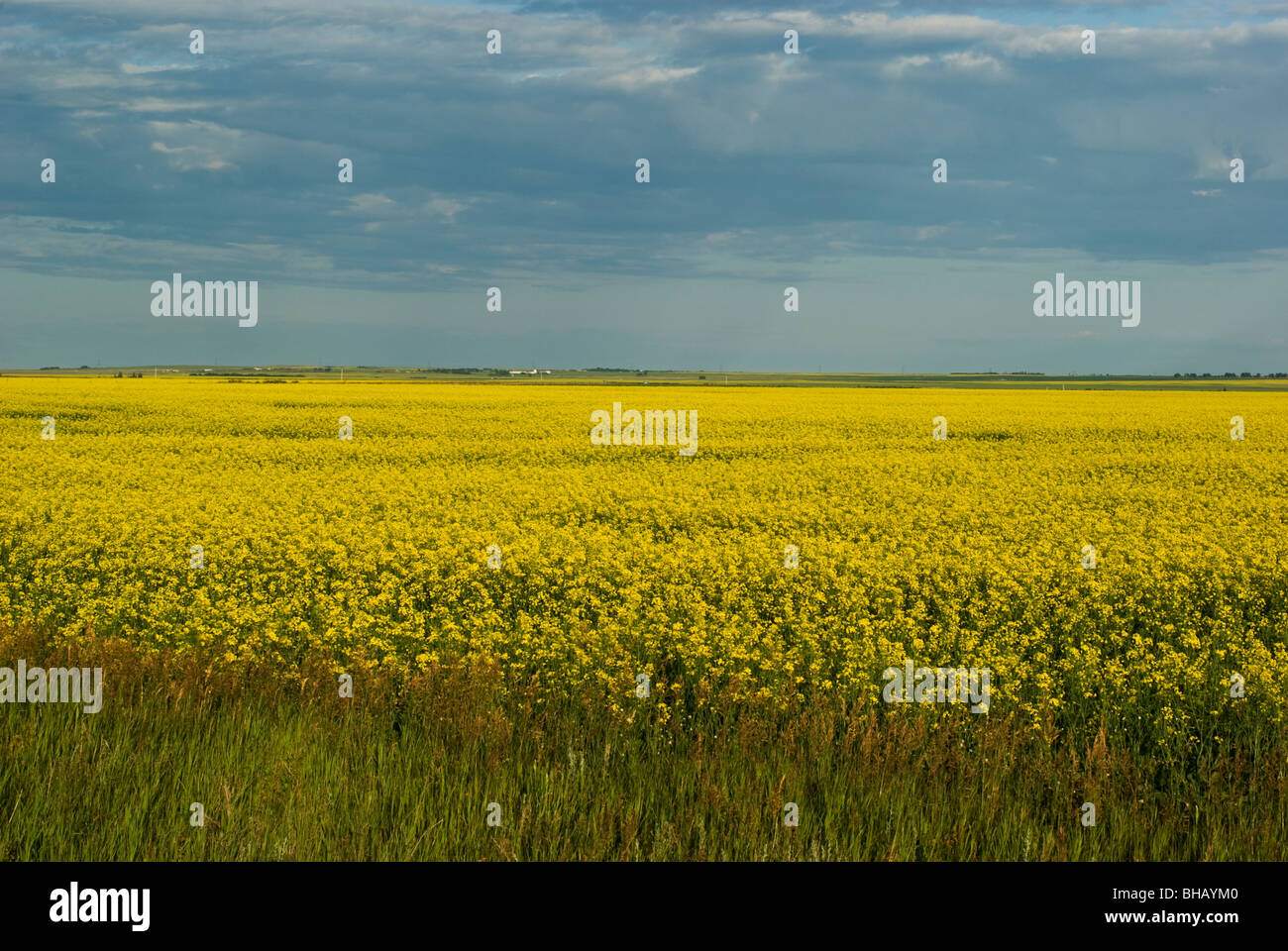 Canola in bloom in field Stock Photo - Alamy
