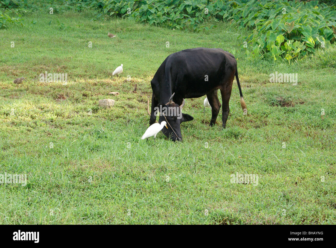 Help us to help us .Indian Crane Helping black cow & Vice Versa Stock ...