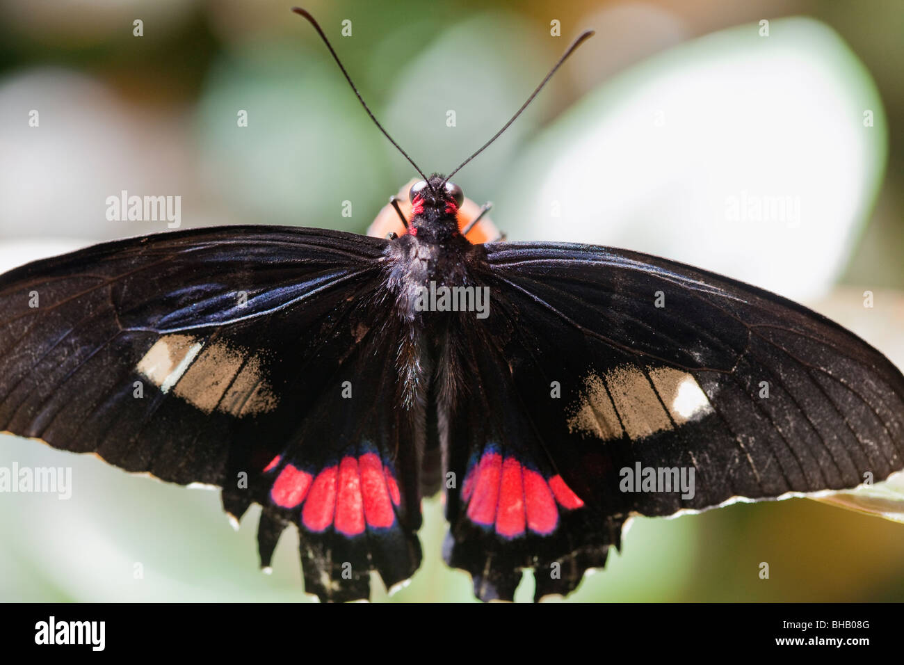 Live butterfly hi-res stock photography and images - Alamy