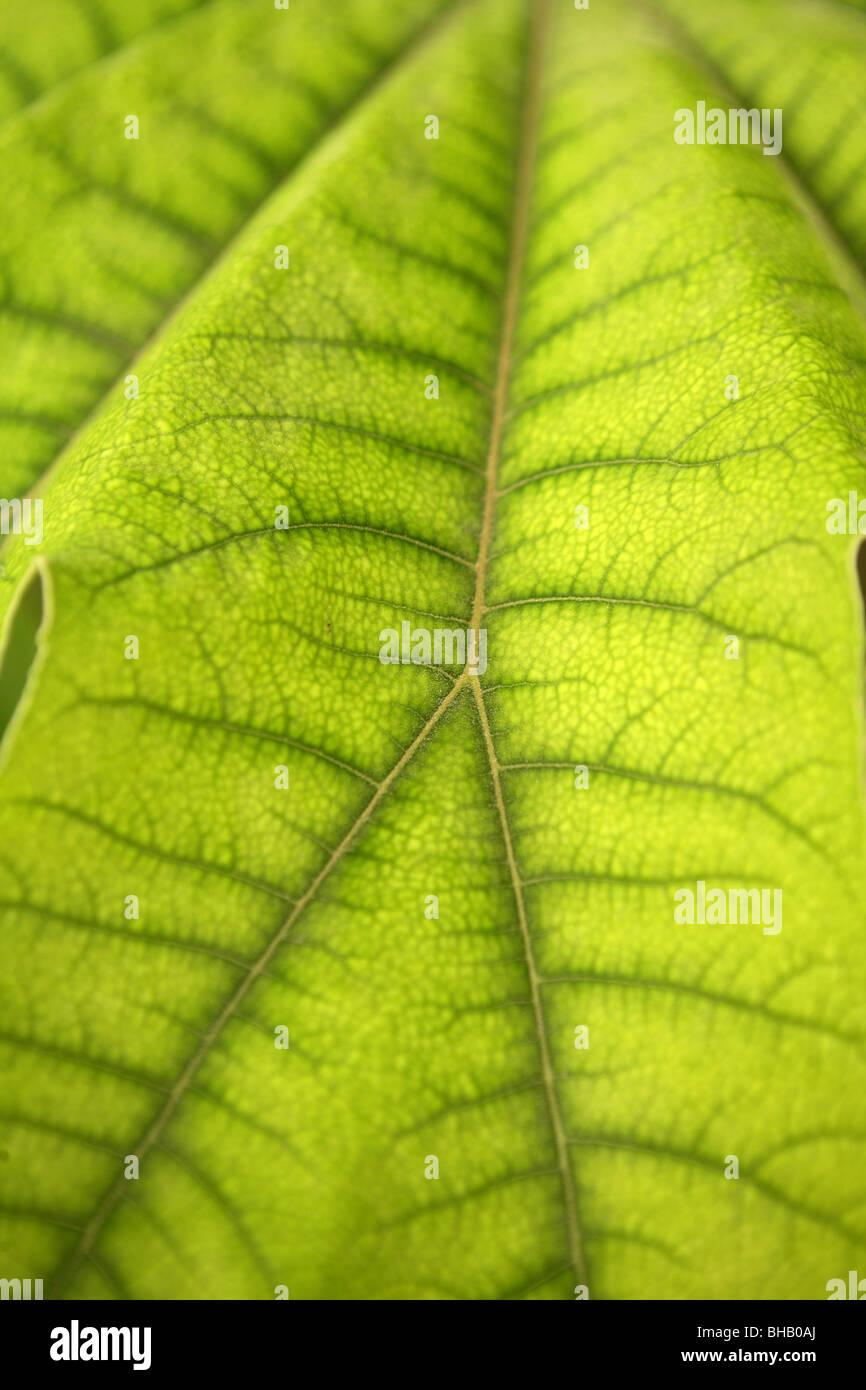 Aralia papirífera green plant leaf, Araliaceae from China Stock Photo ...