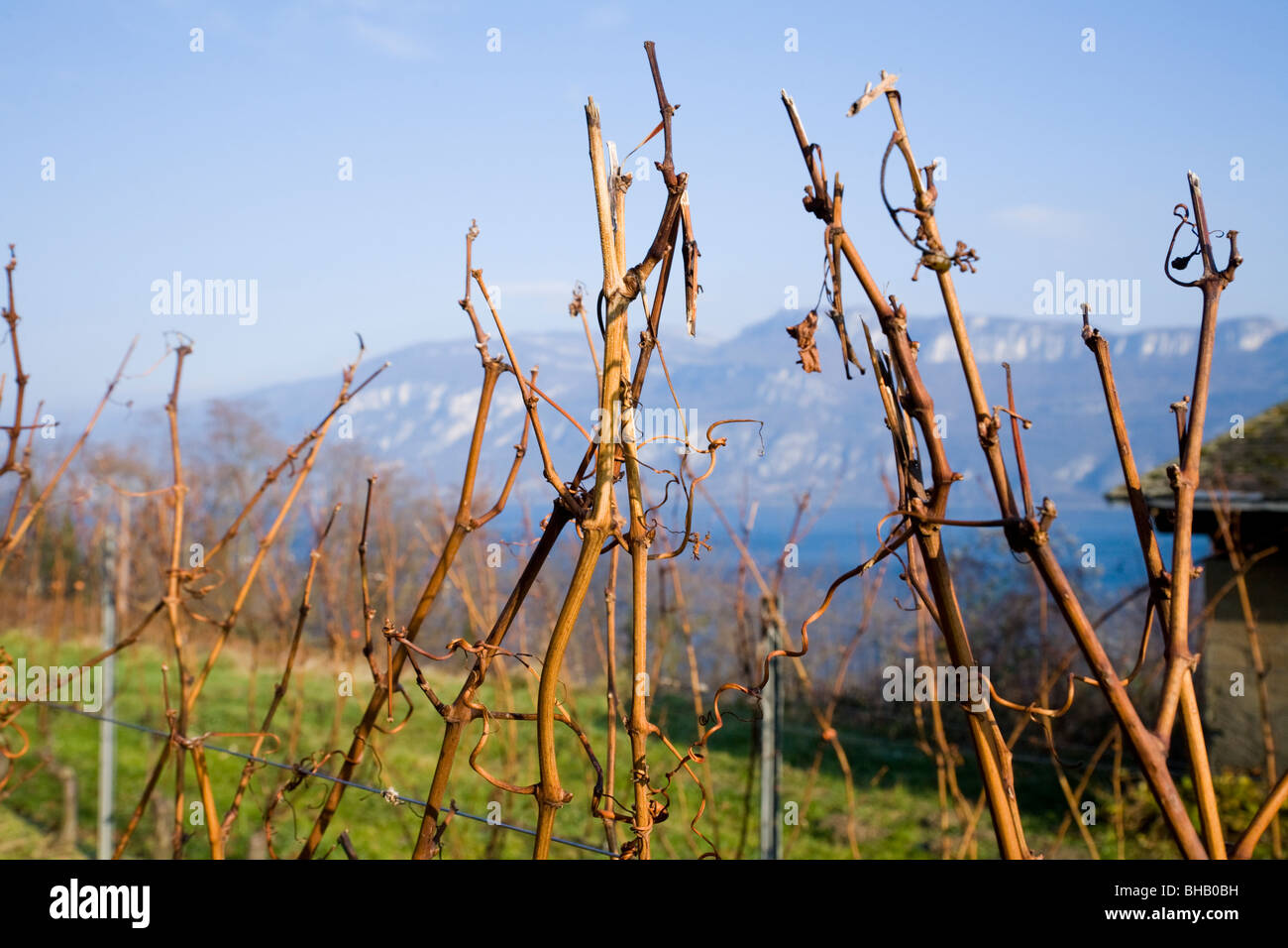 Budding branches / twigs / stems / bud / on an alpine vine in a French ...
