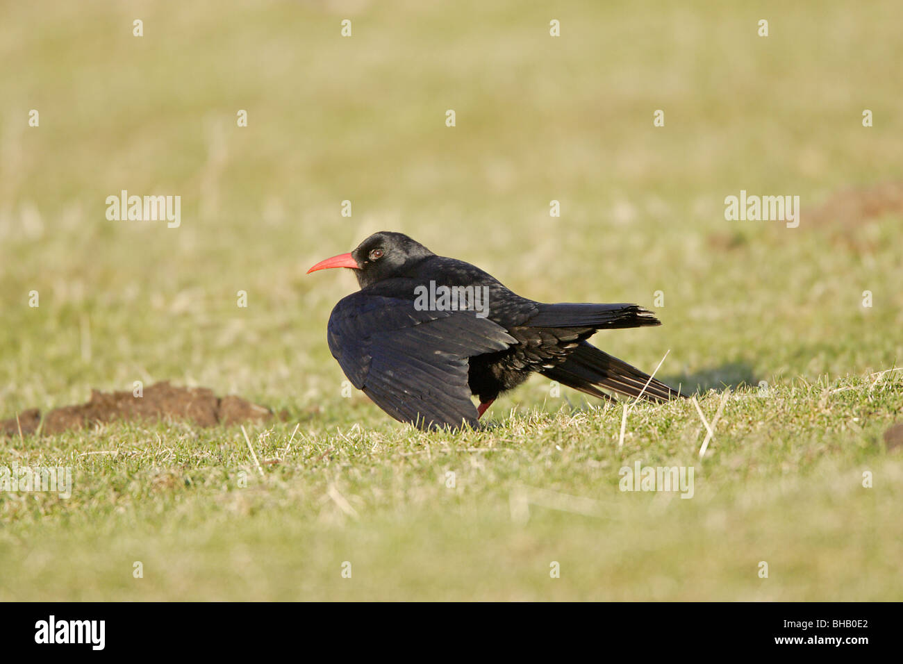 Red-billed Chough displaying Stock Photo - Alamy
