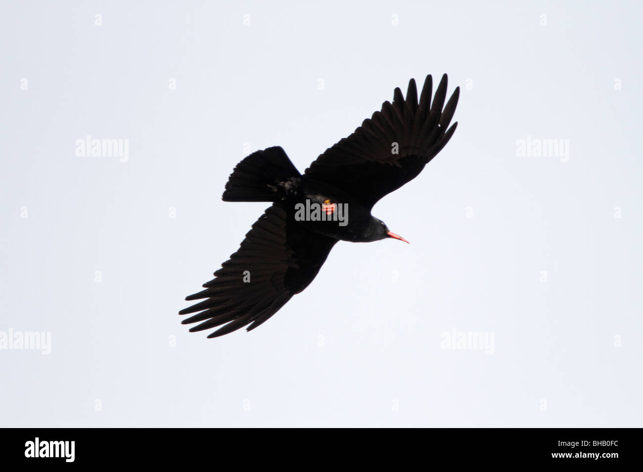 Flying chough hi-res stock photography and images - Alamy