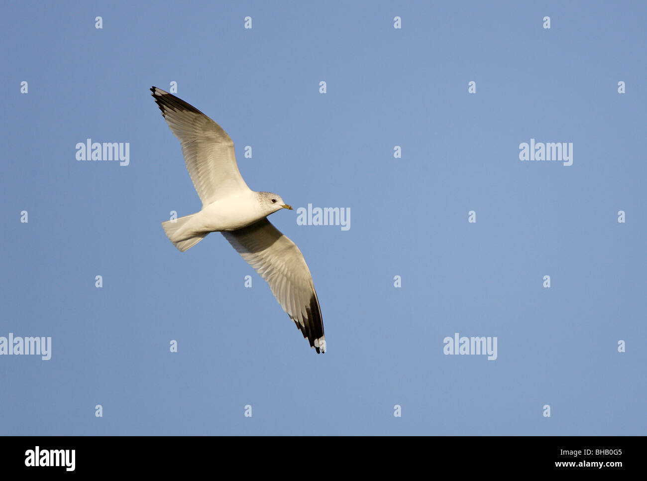 Common Gull in flight Stock Photo - Alamy
