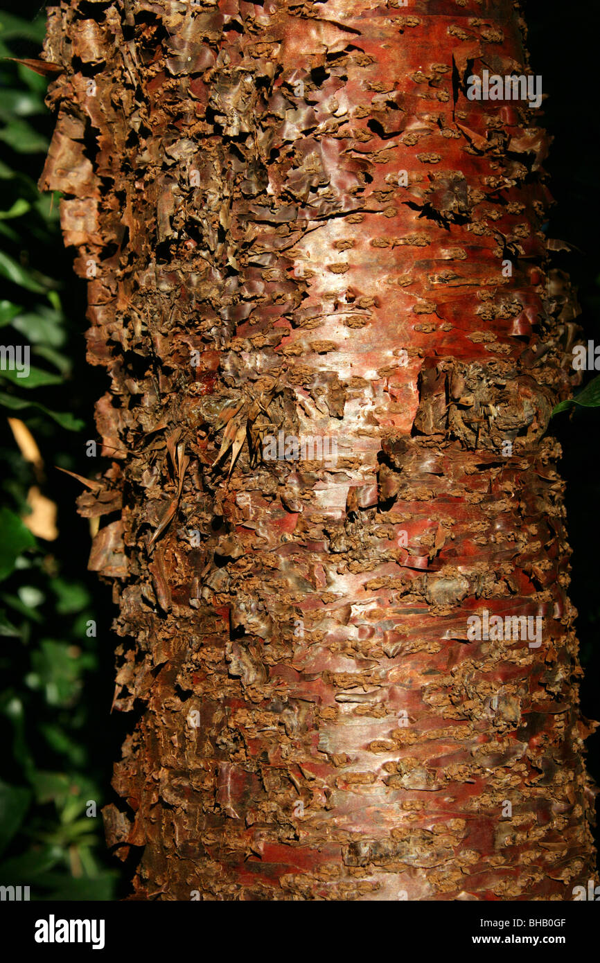 Klinkii pine hi-res stock photography and images - Alamy