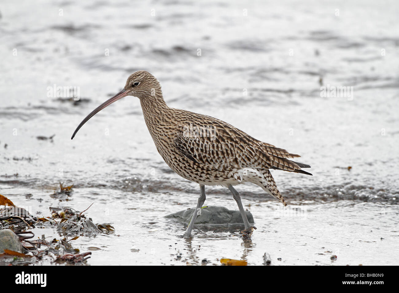 Curlew in the sea hi-res stock photography and images - Alamy