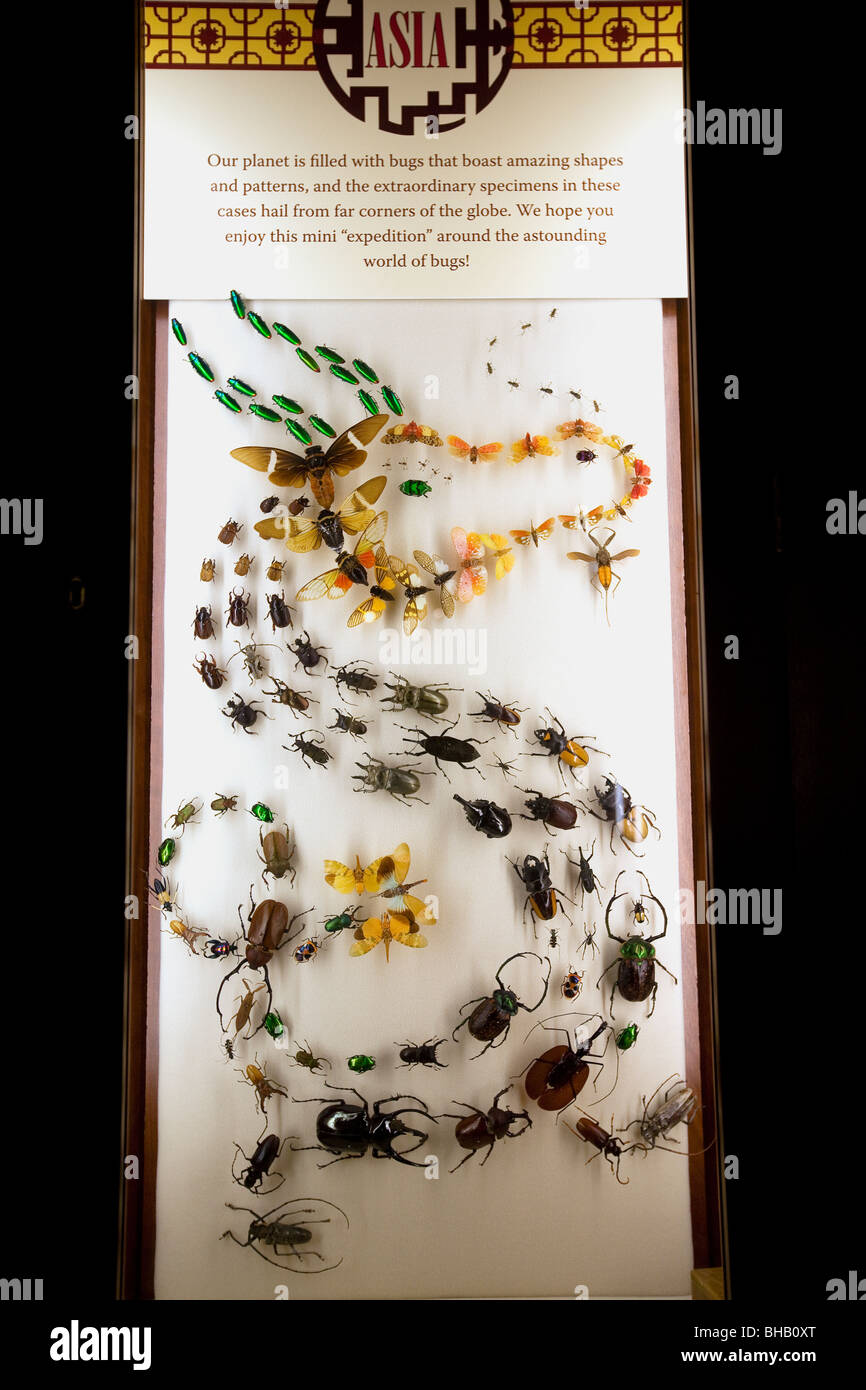 In Audubon Insectarium, exotic insect specimens from Asia are displayed ...