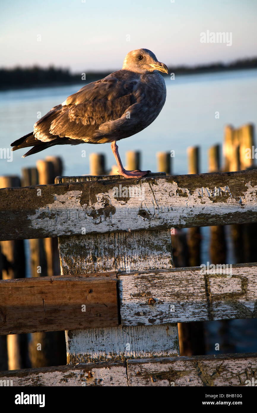 Young seagull with mottled coloring standing on the old wooden pier at ...
