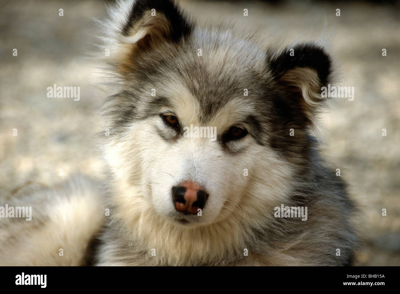 The denali backcountry lodge hi-res stock photography and images - Alamy