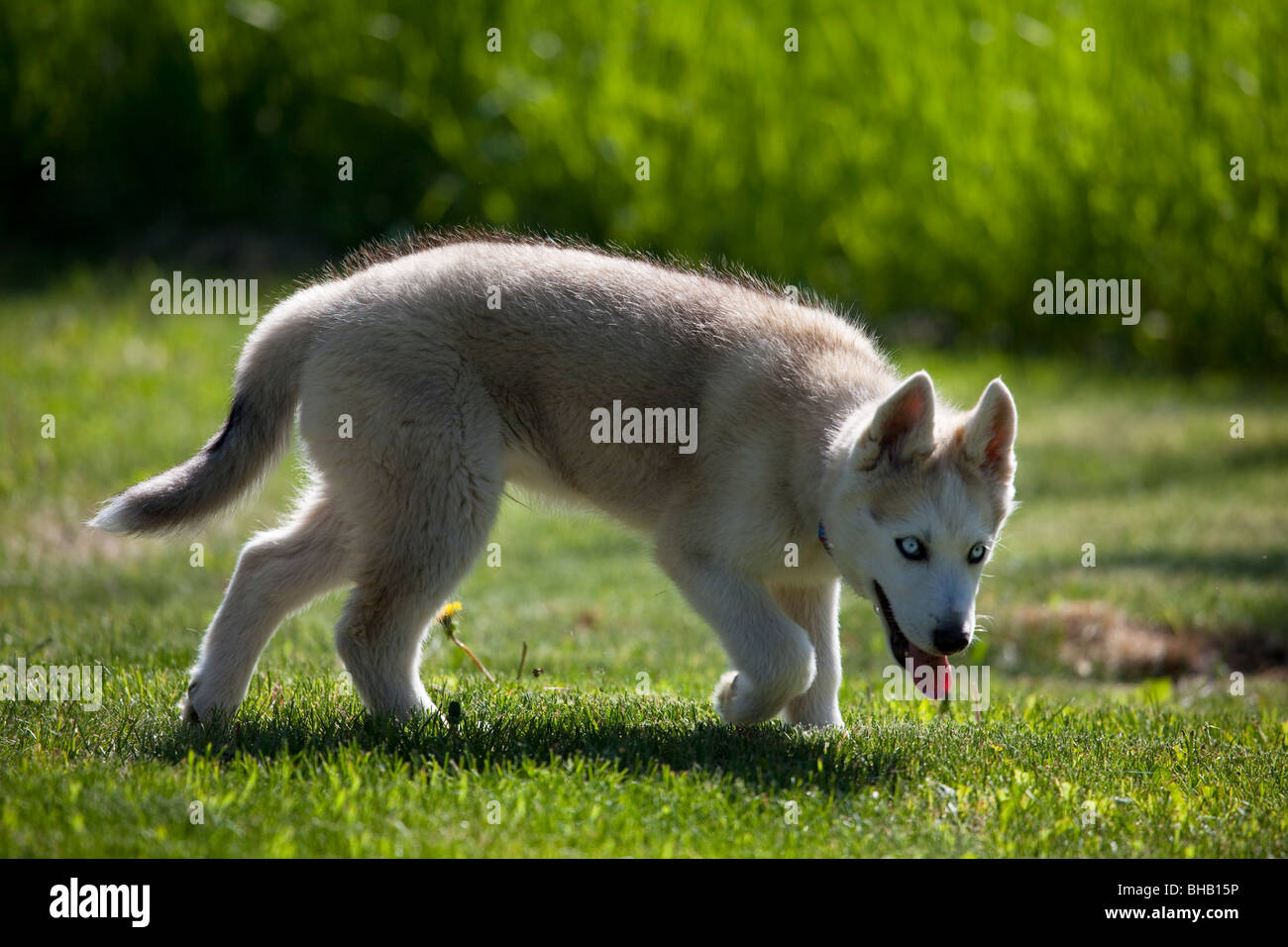 Siberian husky alaska hi-res stock photography and images - Alamy