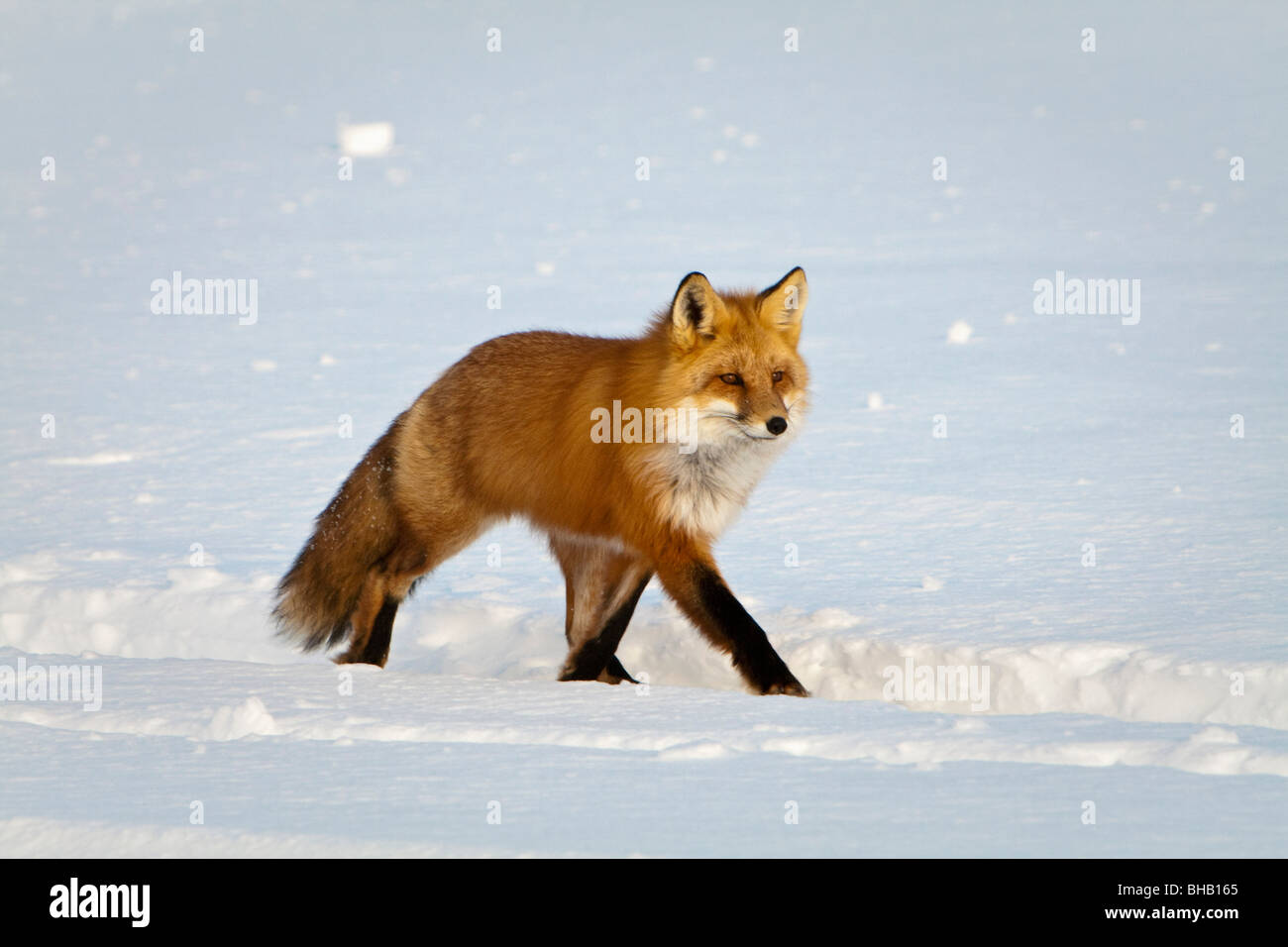 Red fox crossing trail on Puntilla Lake, Southcentral, Alaska Winter ...