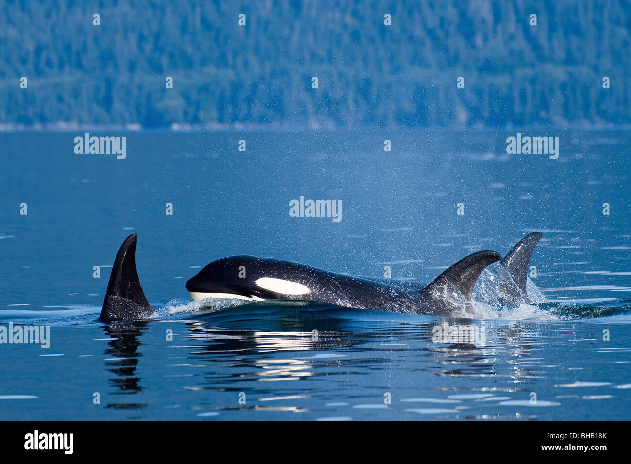 Orca whales surface in Lynn Canal in Southeast Alaska's Inside Passage ...