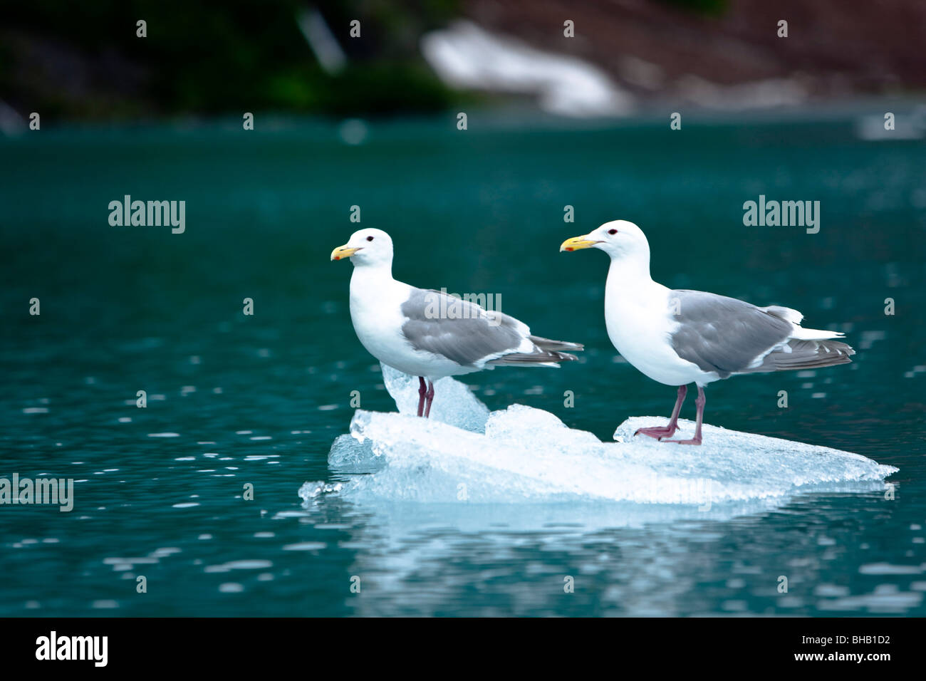 Seagulls standing on an ice floe, Shoup Bay State Marine Park, Prince ...