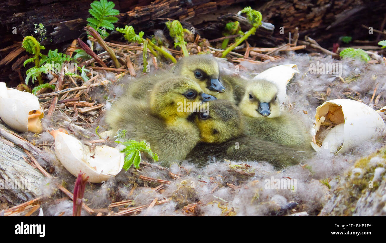 Canada gosling picture hi-res stock photography and images - Alamy