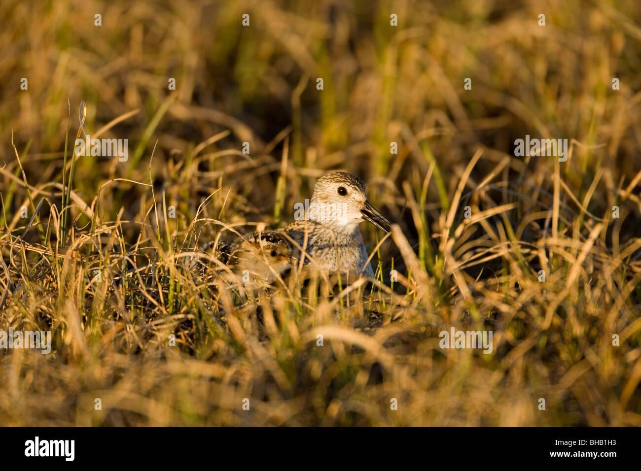 Dunlin nest hi-res stock photography and images - Alamy
