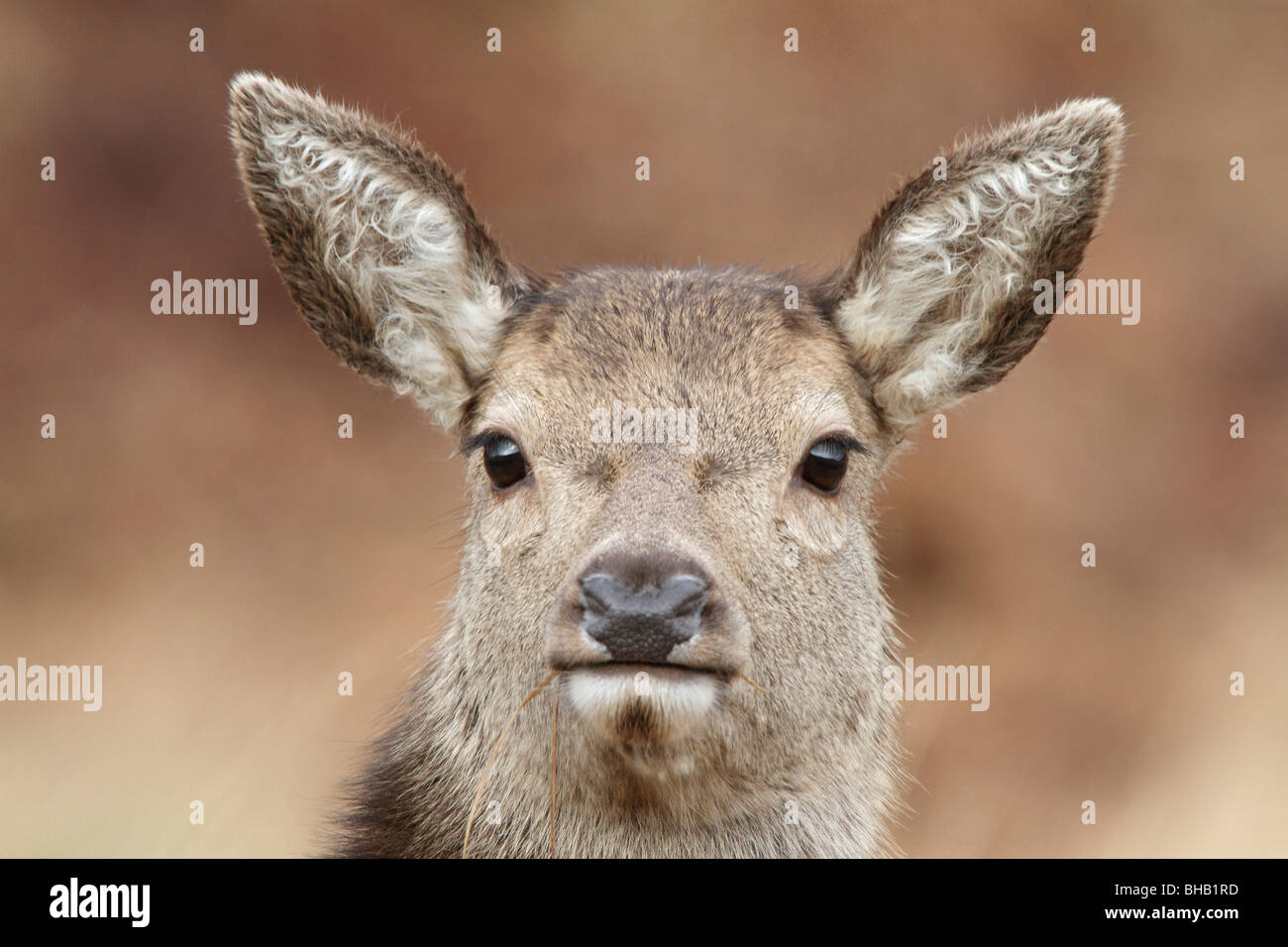 Head shot of a wild Red Deer hind Stock Photo - Alamy