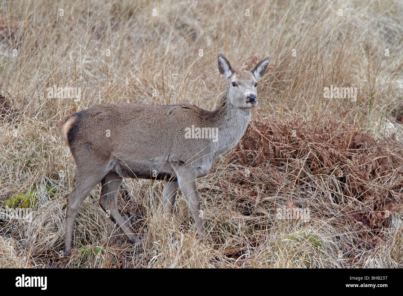 Female deer hind hi-res stock photography and images - Alamy