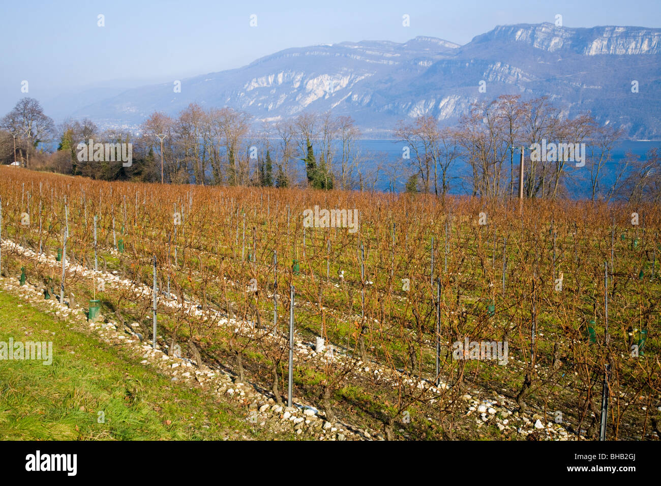 A French alpine vineyard / vine yard during winter. The Alps are ...