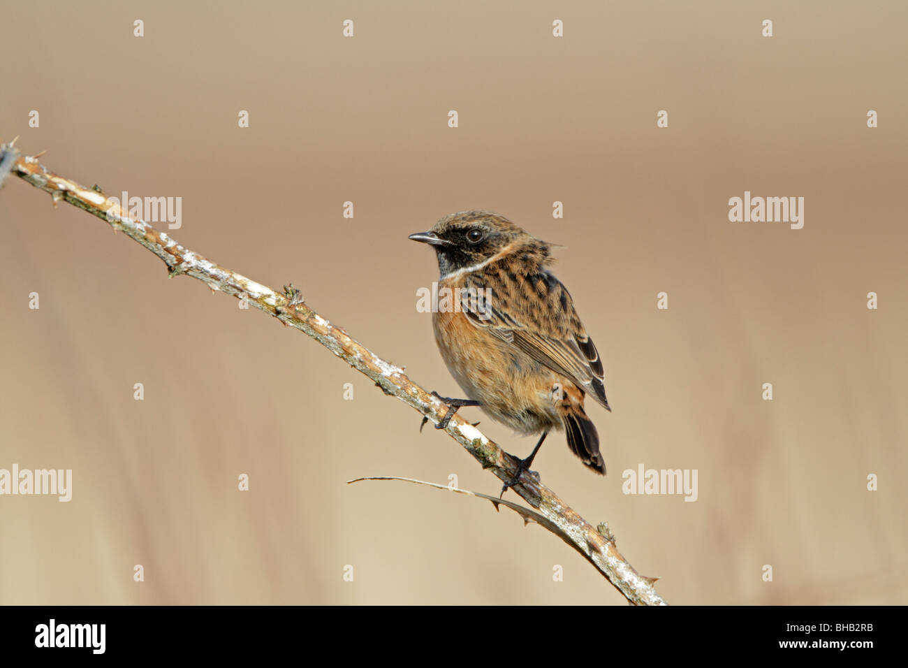 Common Stonechat Male Winter High Resolution Stock Photography and ...