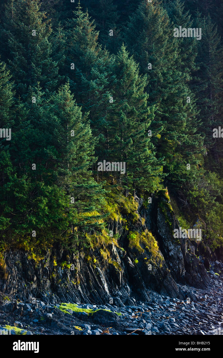 Spruce Tree forest, Chiniak Bay, Kodiak Island, Southwest Alaska, Fall ...