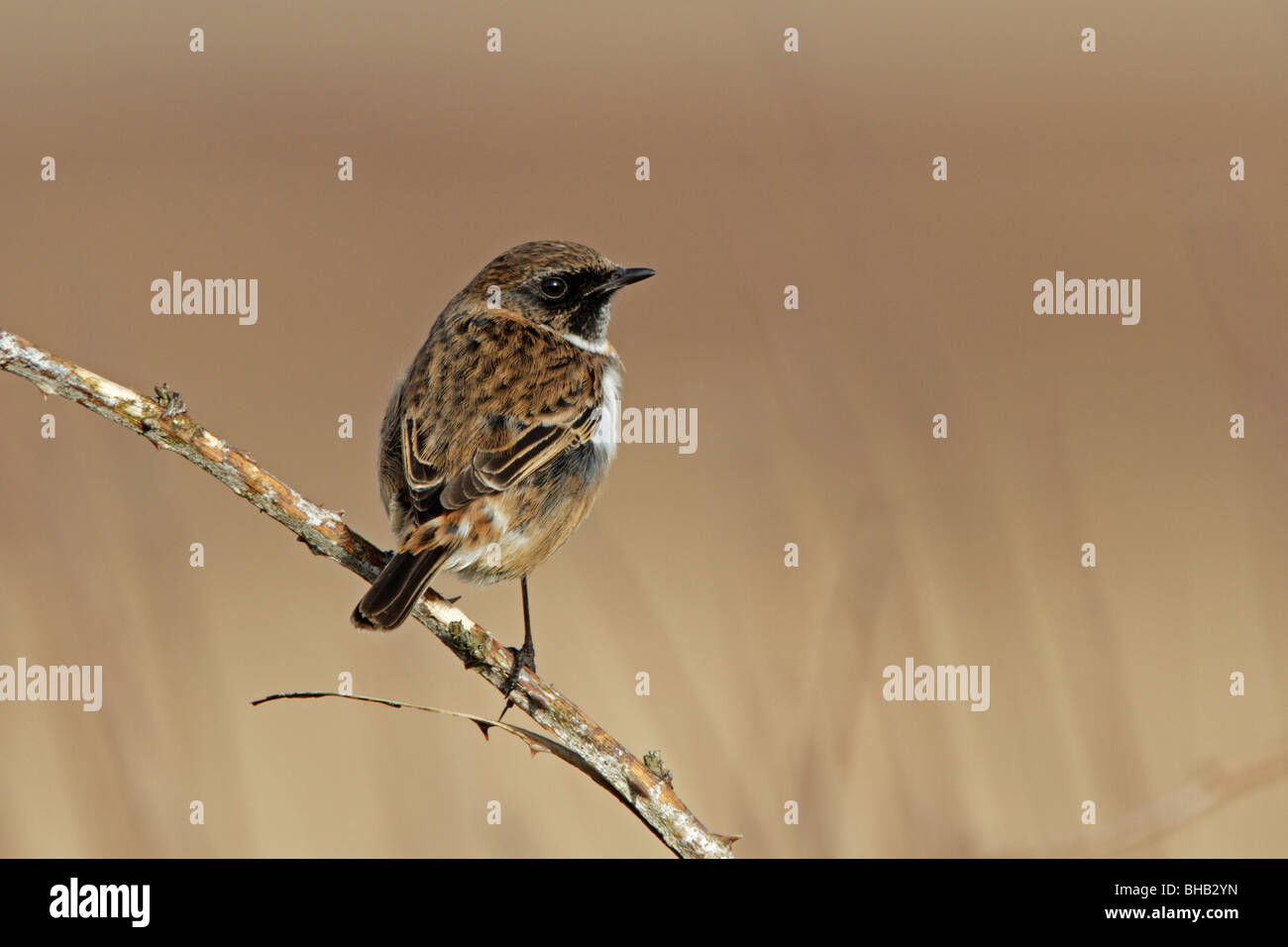Male Common Stonechat taken in winter Stock Photo - Alamy