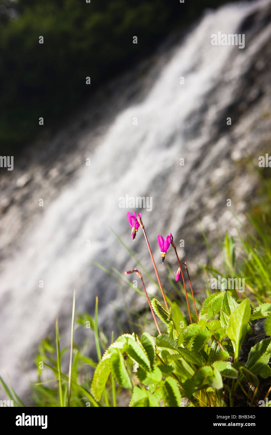 Shooting Star flower with waterfall in the background, Shoup Bay State ...