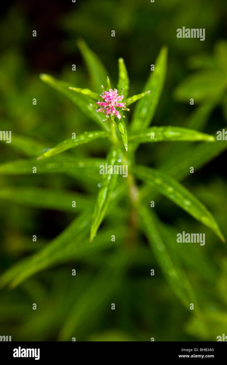 Close up of a new Fireweed growth, Shoup Bay State Marine Park, Prince ...