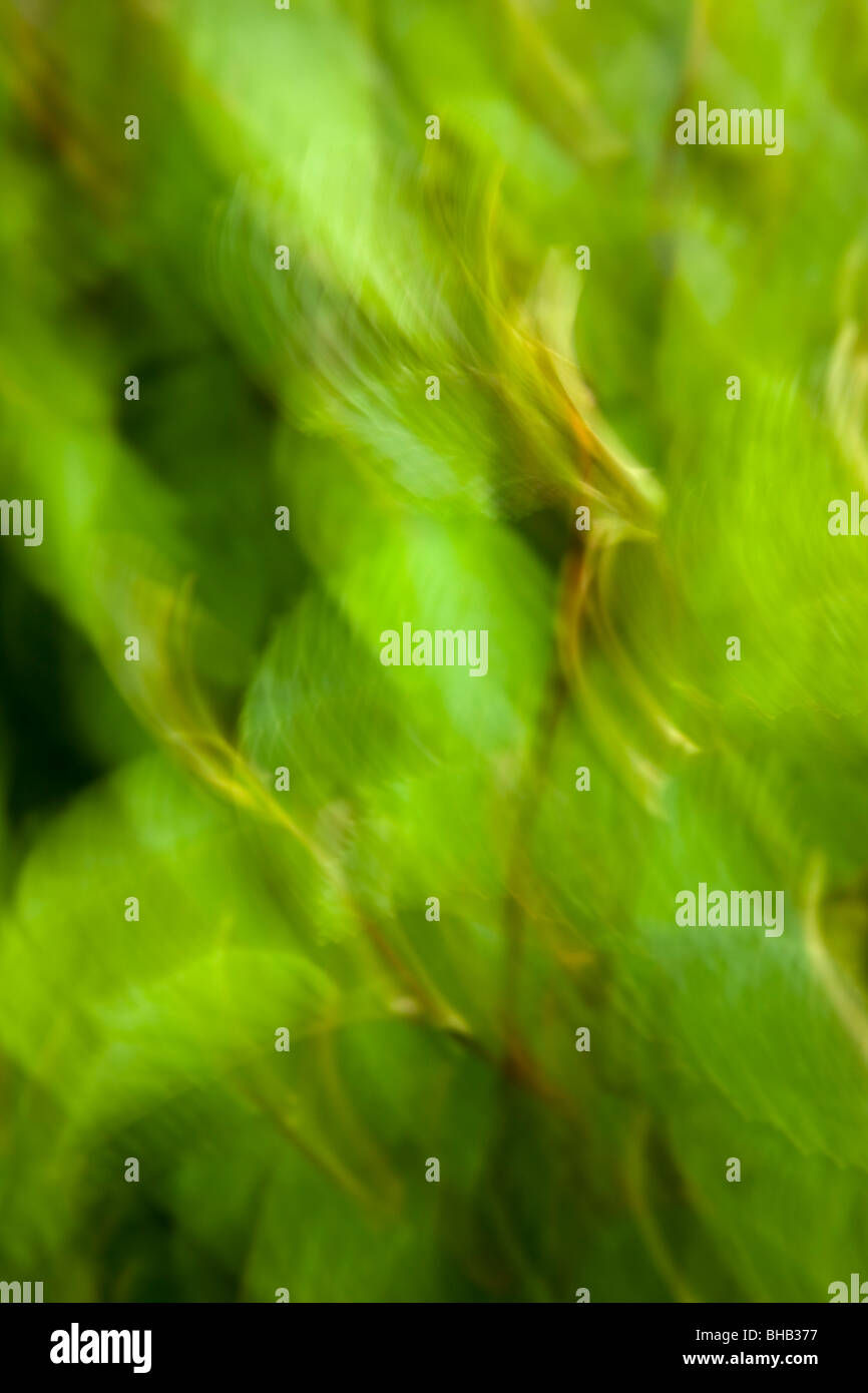 Abstract of a young Alder tree, Shoup Bay State Marine Park, Prince ...