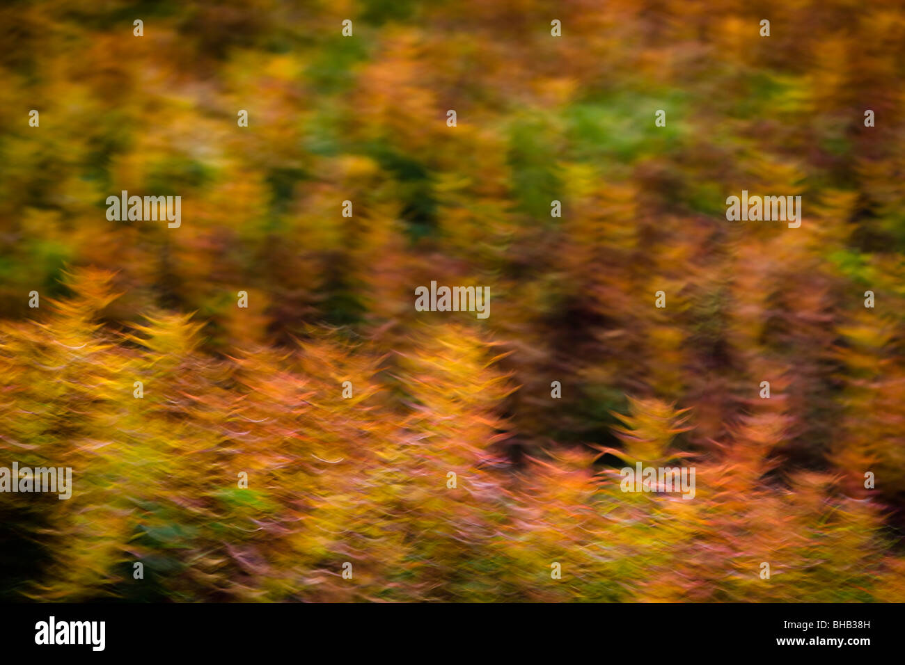 Abstract flower fireweed plant hi-res stock photography and images - Alamy
