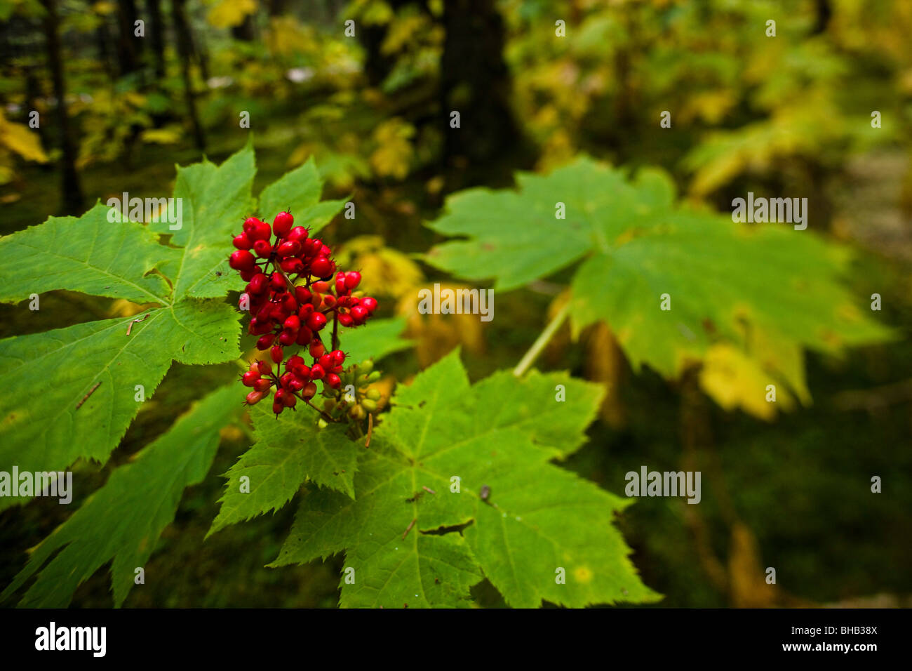 Devils Club growing under the canopy of Spruce trees, Kodiak Island ...
