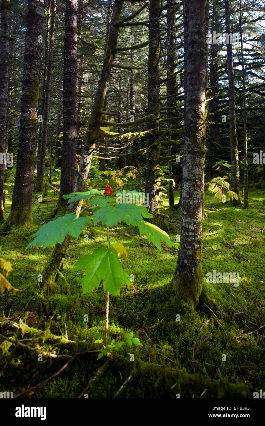 Devils Club growing under the canopy of Spruce trees, Kodiak Island ...