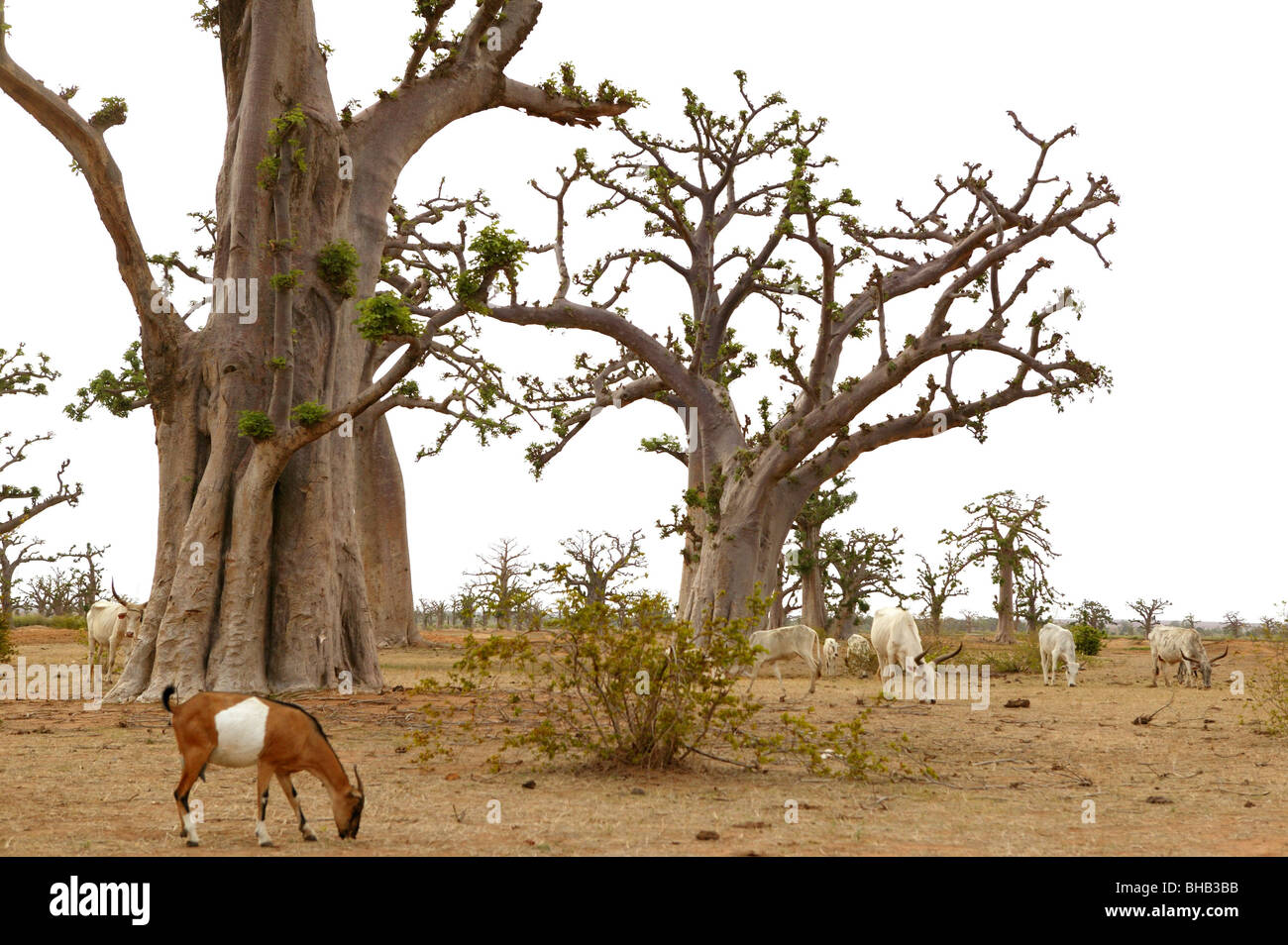 African Baobab tree with livestock eating arround in Senegal Stock ...