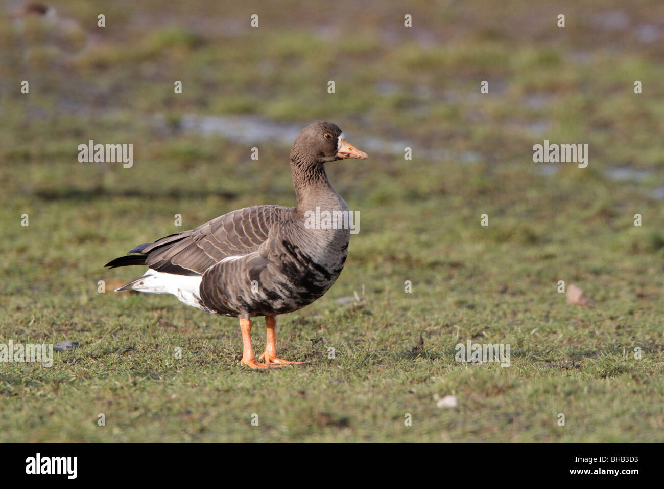 Adult Greenland White Fronted Goose Stock Photo - Alamy