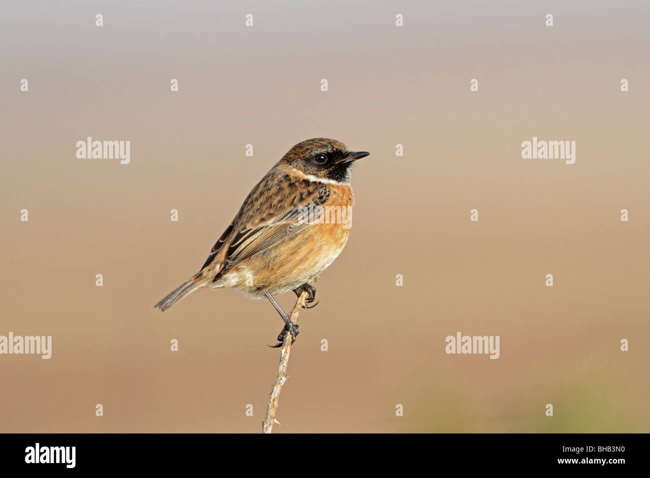 Common Stonechat Male Winter High Resolution Stock Photography and ...